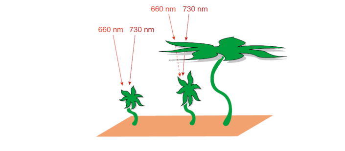 730nm far-red light’s shade avoidance effect | TUBU