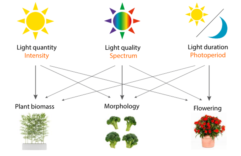 What type of light does plant grow need？ | TUBU